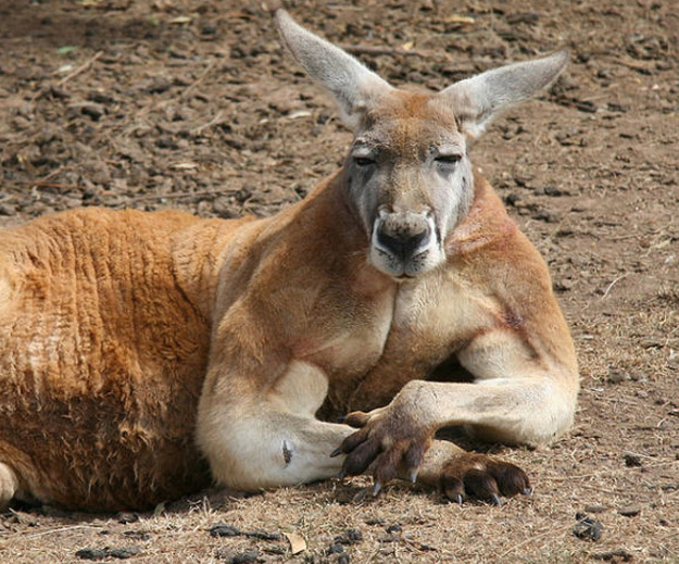 El canguro que está más fuerte que tú