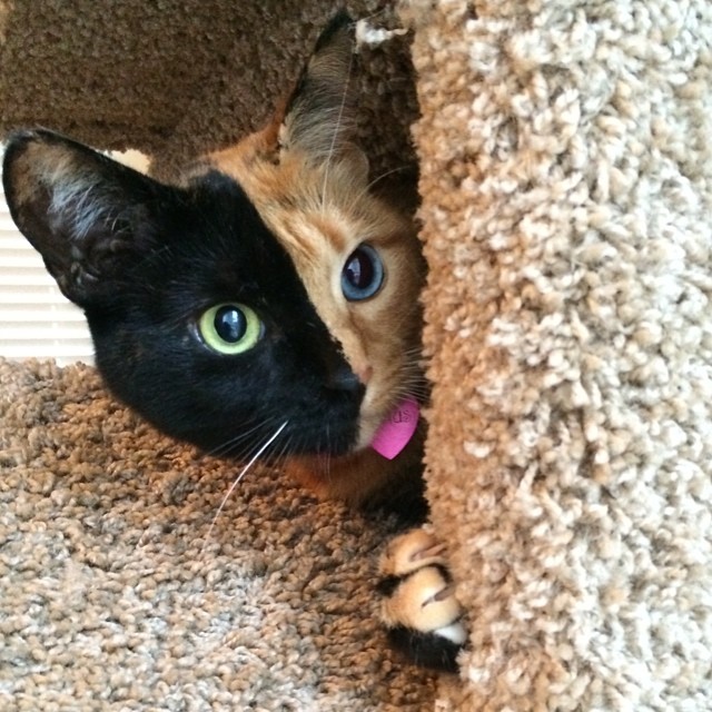 Venus, la gata con dos caras que arrasa en Internet