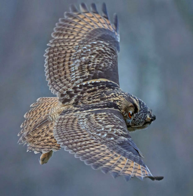 Un búho real al que le encanta posarse en las cabezas de las personas