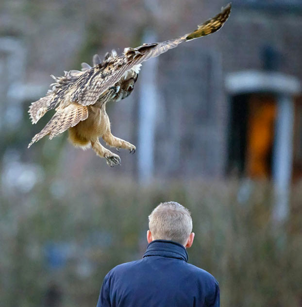 Un búho real al que le encanta posarse en las cabezas de las personas