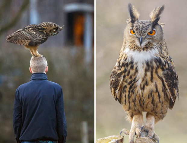 Un búho real al que le encanta posarse en las cabezas de las personas