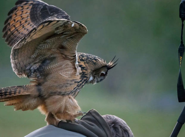 Un búho real al que le encanta posarse en las cabezas de las personas