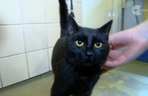 Rademenes, un gato enfermero que cuida de los animales de un centro ...