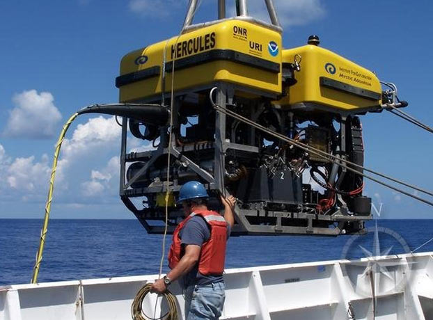 Vídeo del encuentro de un cachalote con el ROV Hércules