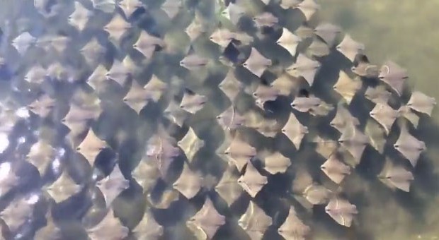 Invasión de Mantarrayas en una zona de Florida