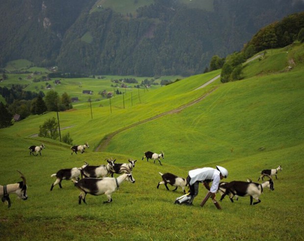 Se convierte en cabra porque 'estaba harto de la vida'