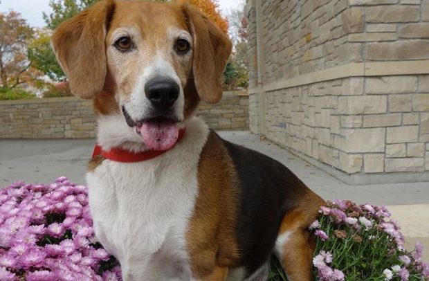 Después de un año de duro trabajo, el beagle Kale ha alcanzado su peso ...