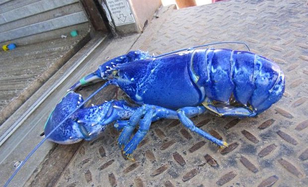 Un pescador captura una langosta azul que sólo se encuentra una vez ...
