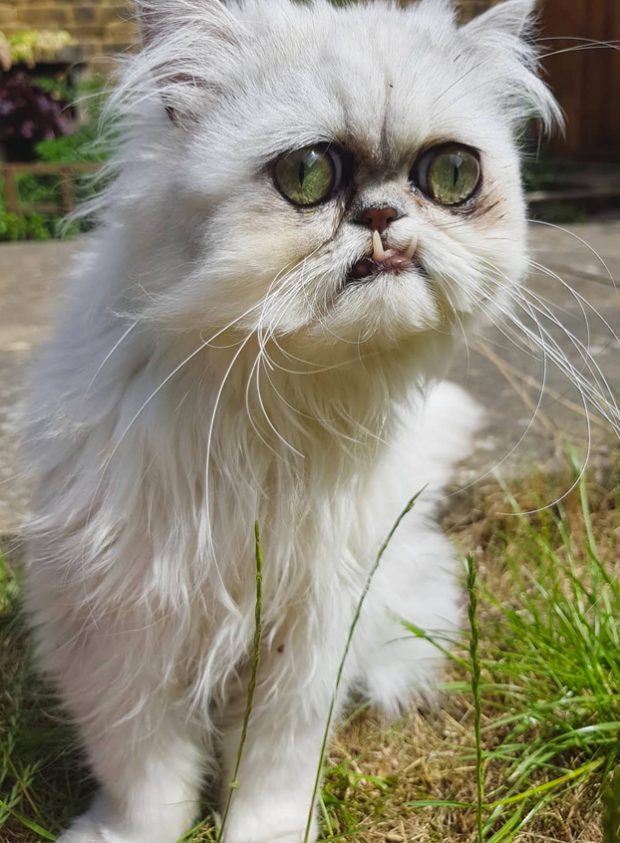 Este es Wilfred Warrior, el gato más viral del momento - miBrujula.com