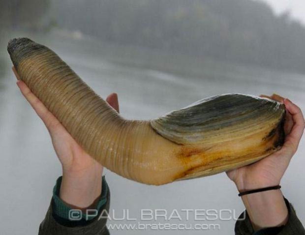 Panopea generosa, una 'almeja pene gigante' que es una delicatessen en ...