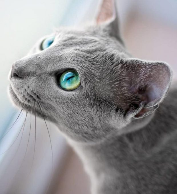 Estos preciosos gatos de la raza azul ruso tienen unos ojos ...
