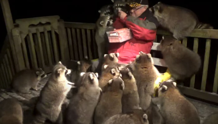 Este hombre vive rodeado de mapaches - miBrujula.com