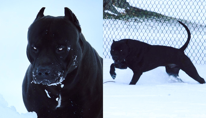 Con este pequeñín podrás presumir de tener una pantera... - miBrujula.com