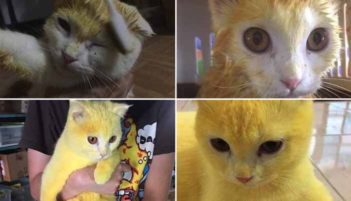 Este gatito tenía hongos, el veterinario les recomendó cúrcuma para ...