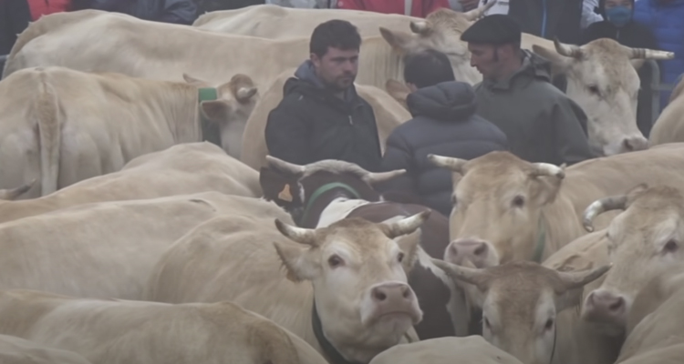 ¿Por qué Francia le da 3 vacas a España cada año? - miBrujula.com